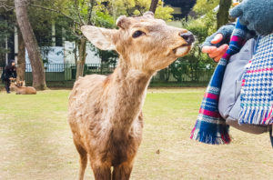 Nara Day Trip Itinerary: The Magical Deer City of Japan - The Portable Wife