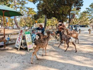 Nara Day Trip Itinerary: The Magical Deer City of Japan - The Portable Wife