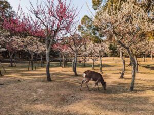Nara Day Trip Itinerary: The Magical Deer City of Japan - The Portable Wife